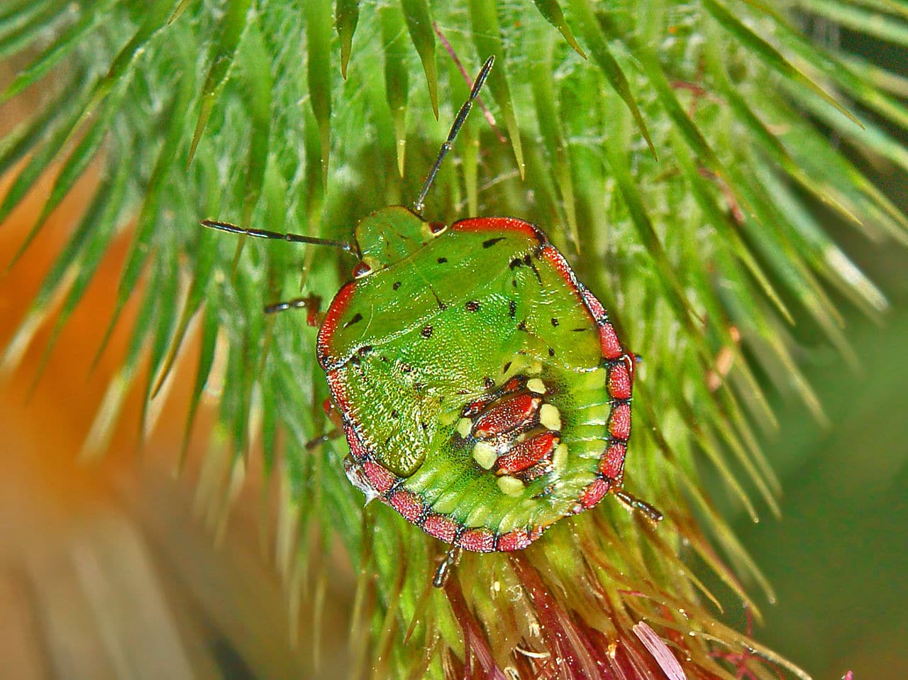 Plagas del pistachero: El chinche verde (Nezara viridula L.) - Mister ...